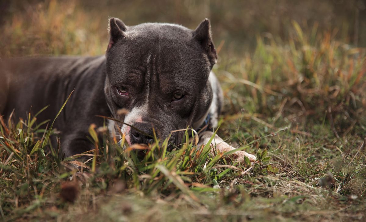 Male Vs Female American Bully: Which One Is Right For You?