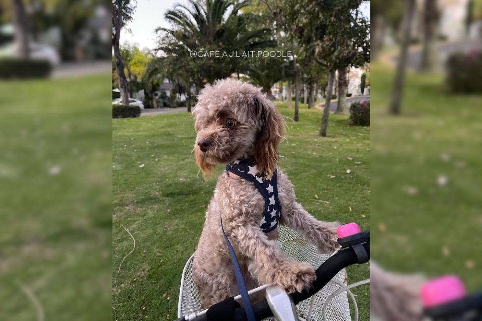 33 Poodle Colors And Which One Is The Most Beautiful