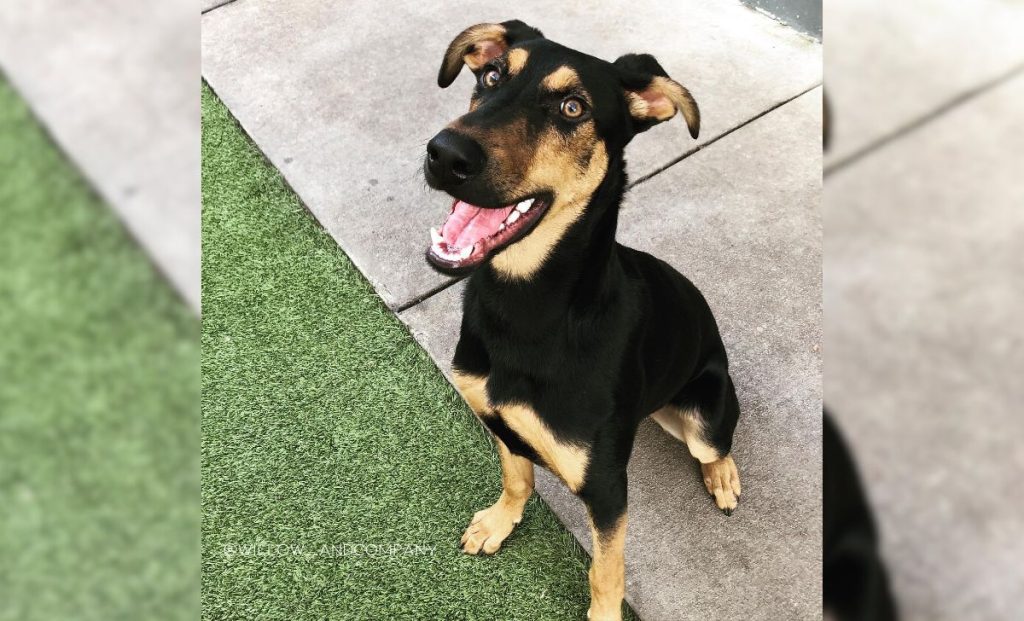 35 Doberman Mixes To Discover The Perfect One For You