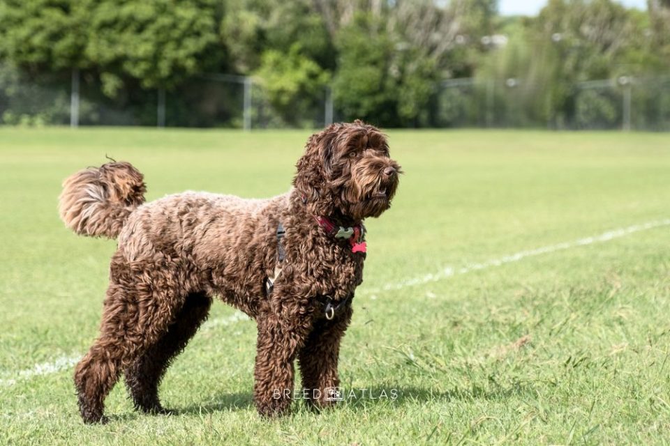 31 Poodle Mixes To Choose Your New Furry Companion From