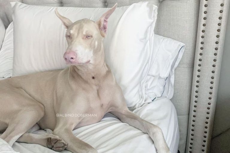 10 Doberman Colors And Markings And Which Ones To Avoid