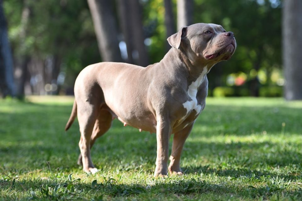 American Bully Growth Stages: Is Your Bully The Right Size?
