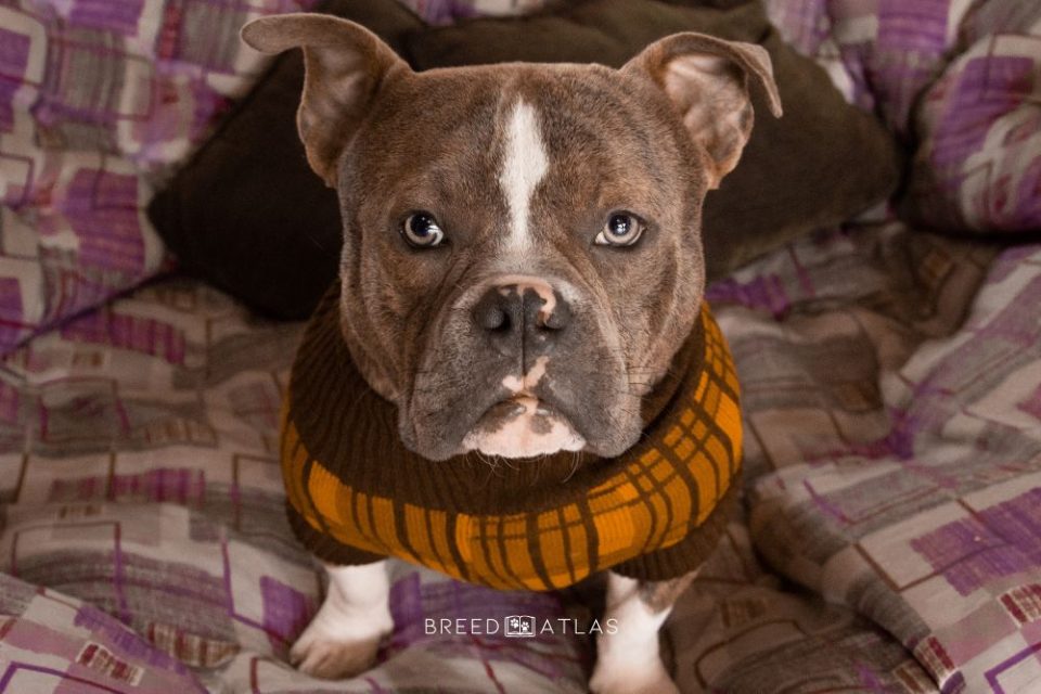5 Helpful Tips On How To Treat American Bully Skin Problems