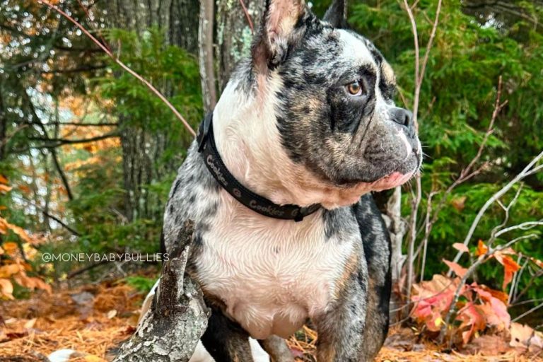 33 American Bully Colors: Which Colors Indicate Health Issues?