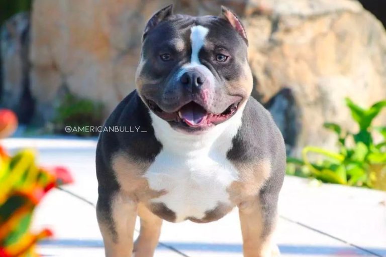 33 American Bully Colors: Which Colors Indicate Health Issues?