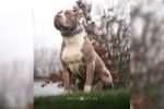 American Bully Growth Stages: Is Your Bully The Right Size?