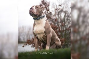 American Bully Growth Stages: Is Your Bully The Right Size?