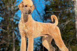 33 Poodle Colors And Which One Is The Most Beautiful