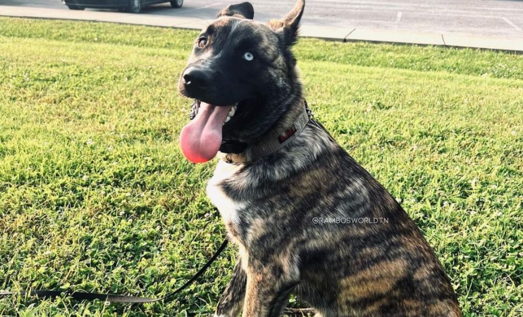 25 Belgian Malinois Mixes You Can't Go Without Knowing