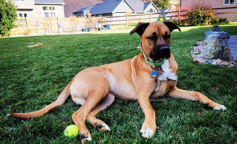 25 Belgian Malinois Mixes You Can't Go Without Knowing