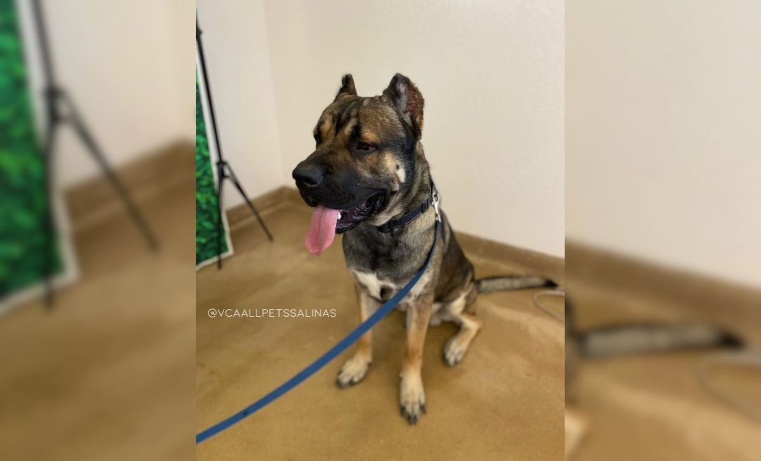 25 Belgian Malinois Mixes You Can't Go Without Knowing