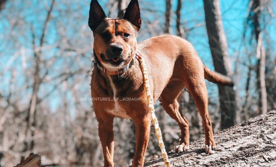 25 Belgian Malinois Mixes You Can't Go Without Knowing