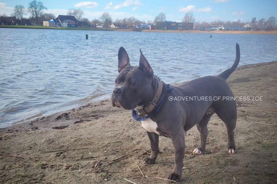 33 American Bully Colors: Which Colors Indicate Health Issues?