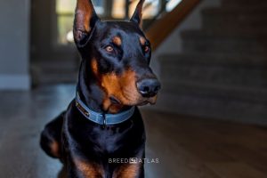 10 Doberman Colors And Markings And Which Ones To Avoid