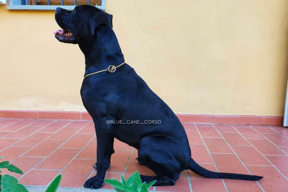 13 Cane Corso Colors You Wouldn't Believe Exist