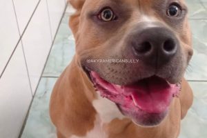 33 American Bully Colors: Which Colors Indicate Health Issues?