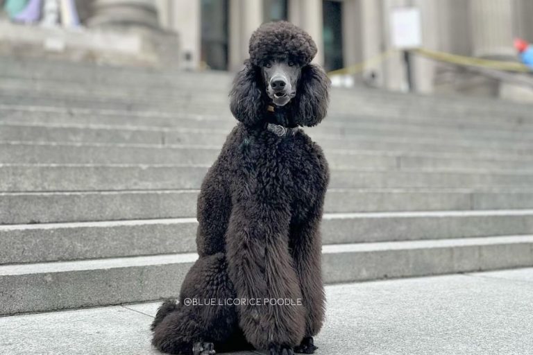 33 Poodle Colors And Which One Is The Most Beautiful