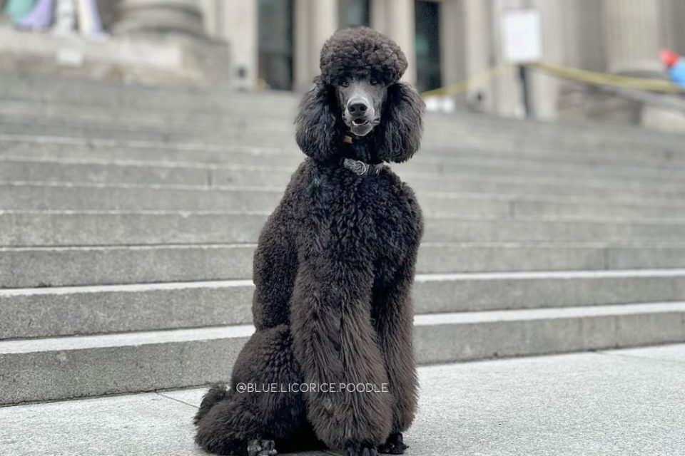33 Poodle Colors And Which One Is The Most Beautiful