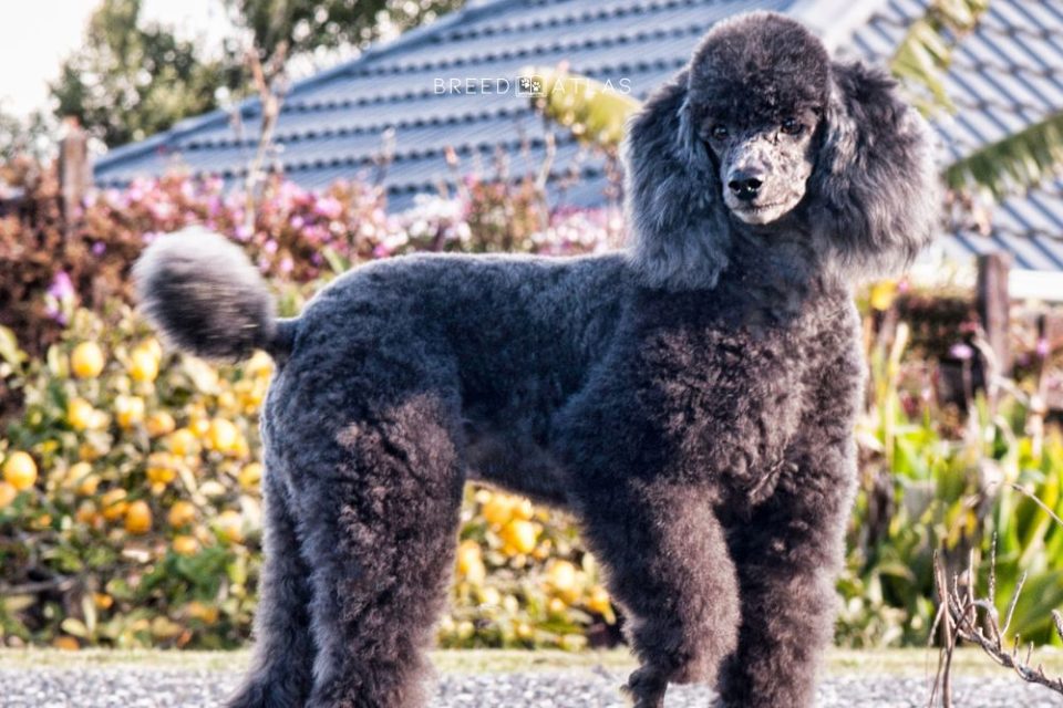 5 Reputable Poodle Rescues California Has That You Need to Check Out