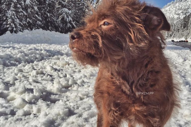 31 Poodle Mixes To Choose Your New Furry Companion From