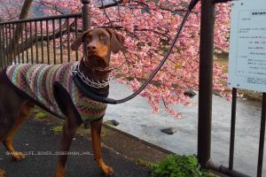 Meet The Doberman Boxer Mix And Its Unique Features