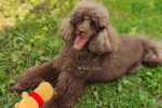 33 Poodle Colors And Which One Is The Most Beautiful