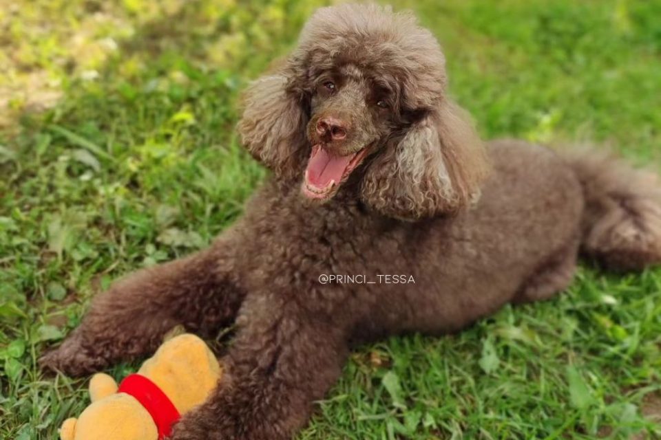 33 Poodle Colors And Which One Is The Most Beautiful