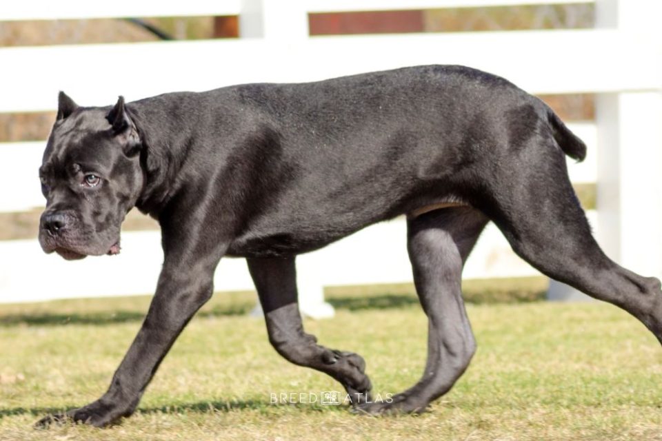 Meet The Cane Corso Pitbull Mix, The Most Promising Guard Dog