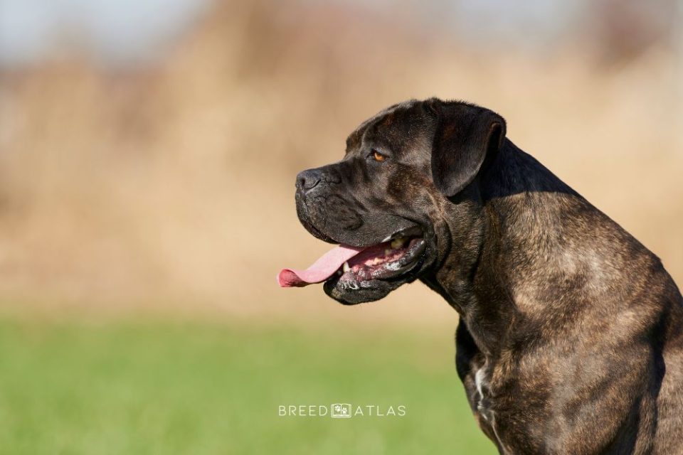 7 Reasons Why Does My Cane Corso Smell So Bad