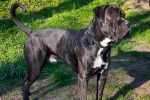 19 Cane Corso Mixes You Do Not Want To Miss