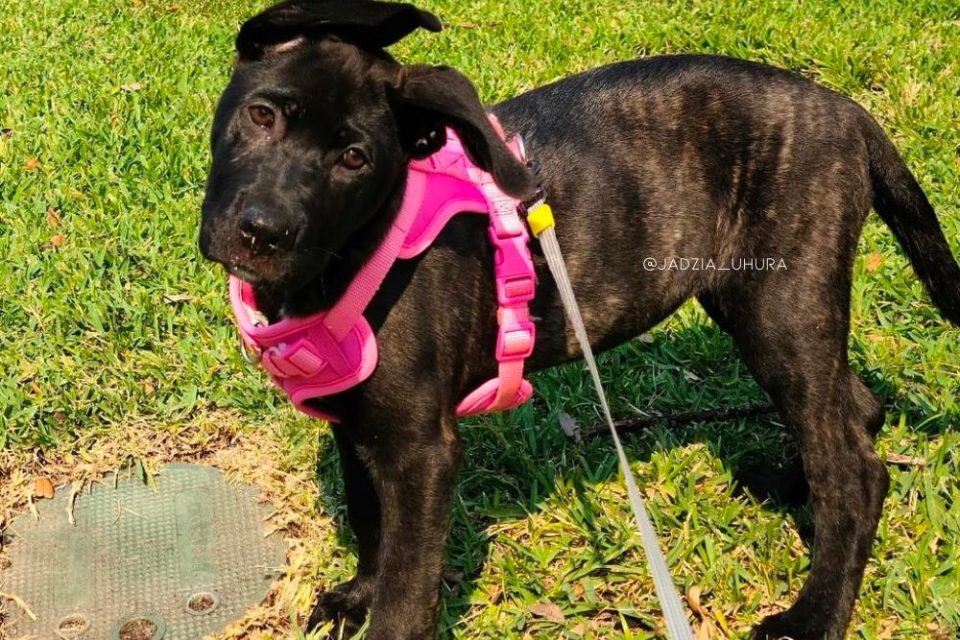 Cane Corso German Shepherd Mix: The Ultimate Guard Dog