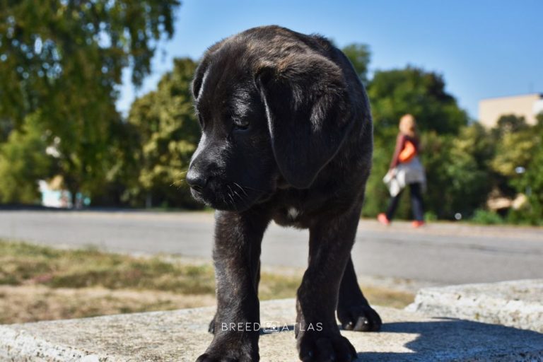 7 Reasons Why Does My Cane Corso Smell So Bad