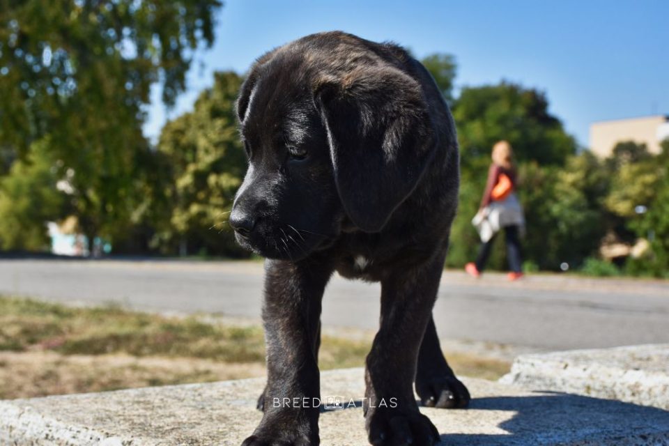 7 Reasons Why Does My Cane Corso Smell So Bad