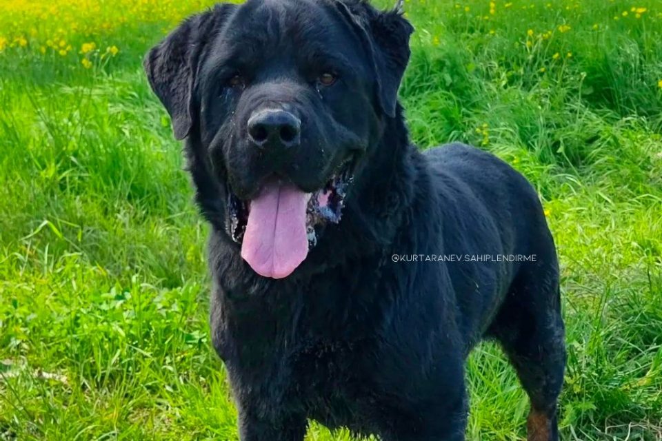 19 Cane Corso Mixes You Do Not Want To Miss