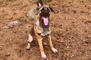 Cane Corso German Shepherd Mix: The Ultimate Guard Dog