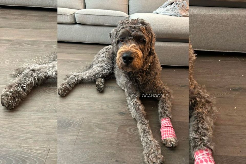 All About Cane Corso Poodle Mix And What Makes It Special