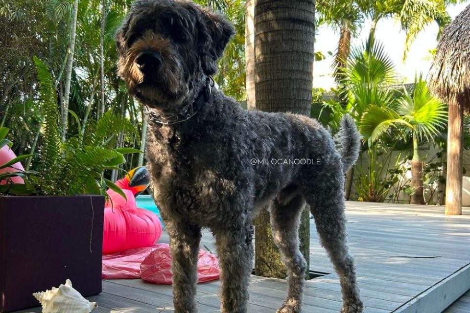 All About Cane Corso Poodle Mix And What Makes It Special