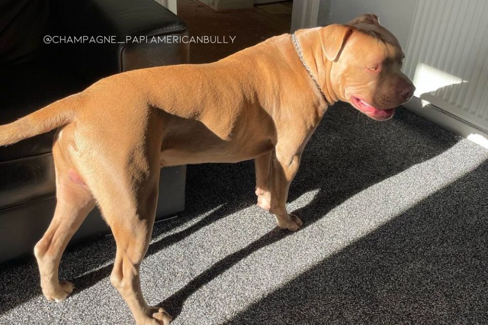 33 American Bully Colors: Which Colors Indicate Health Issues?