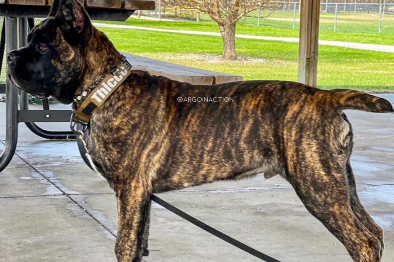 13 Cane Corso Colors You Wouldn't Believe Exist