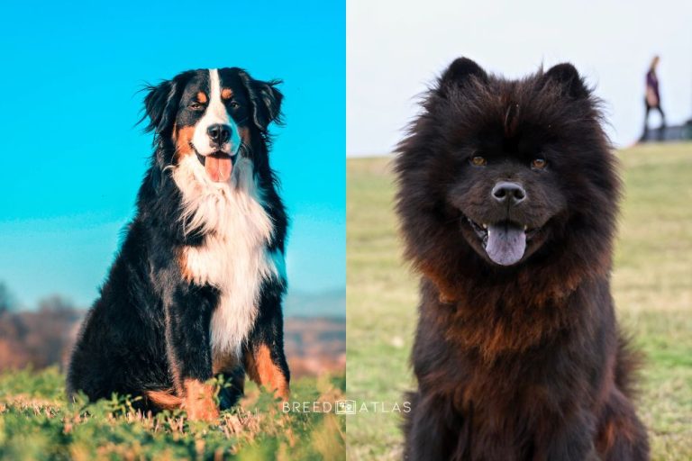 Meet 25 Chow Chow Mixes That Will Instantly Steal Your Heart