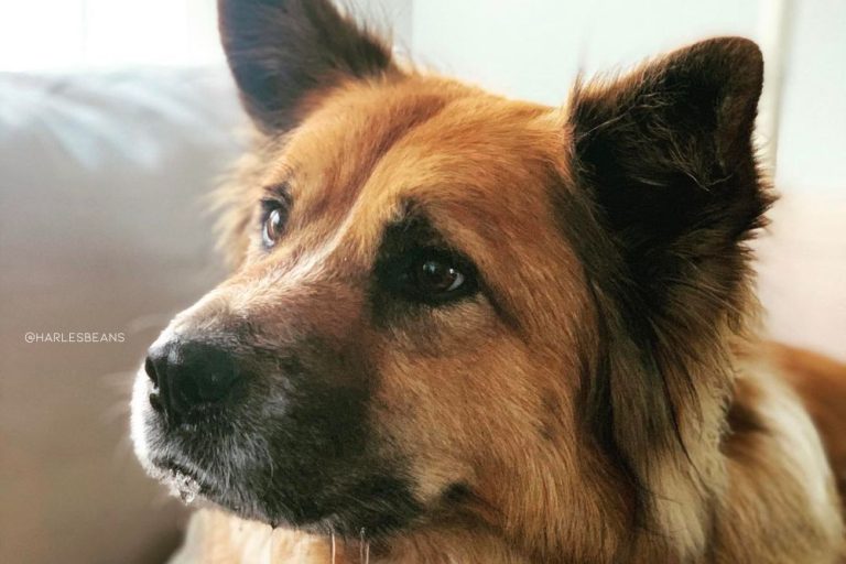 Meet 25 Chow Chow Mixes That Will Instantly Steal Your Heart