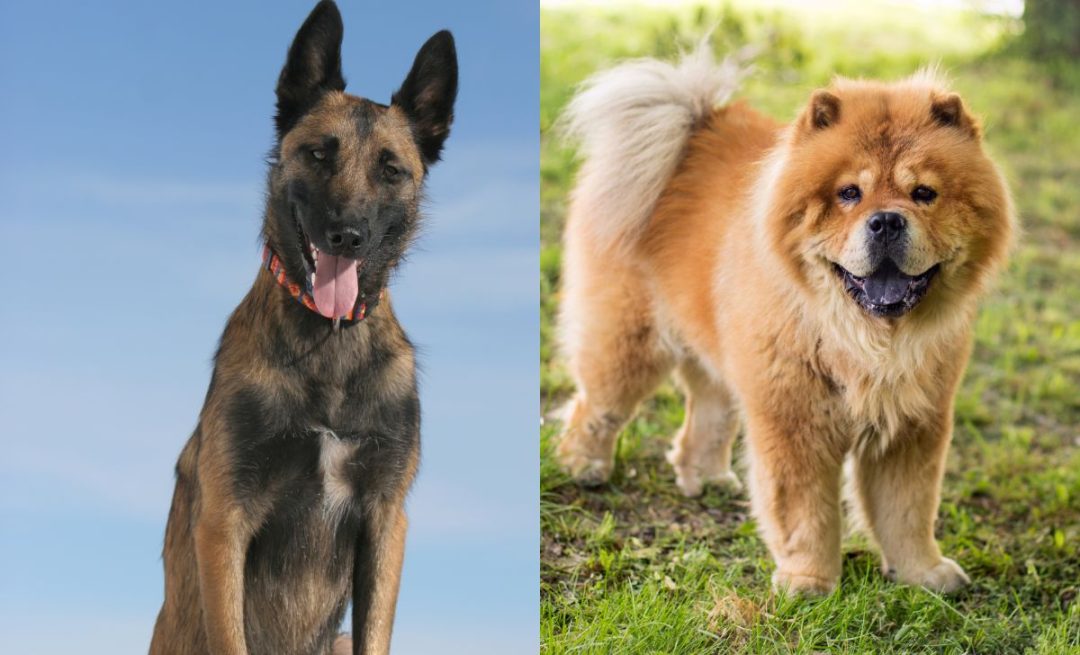 25 Belgian Malinois Mixes You Can't Go Without Knowing