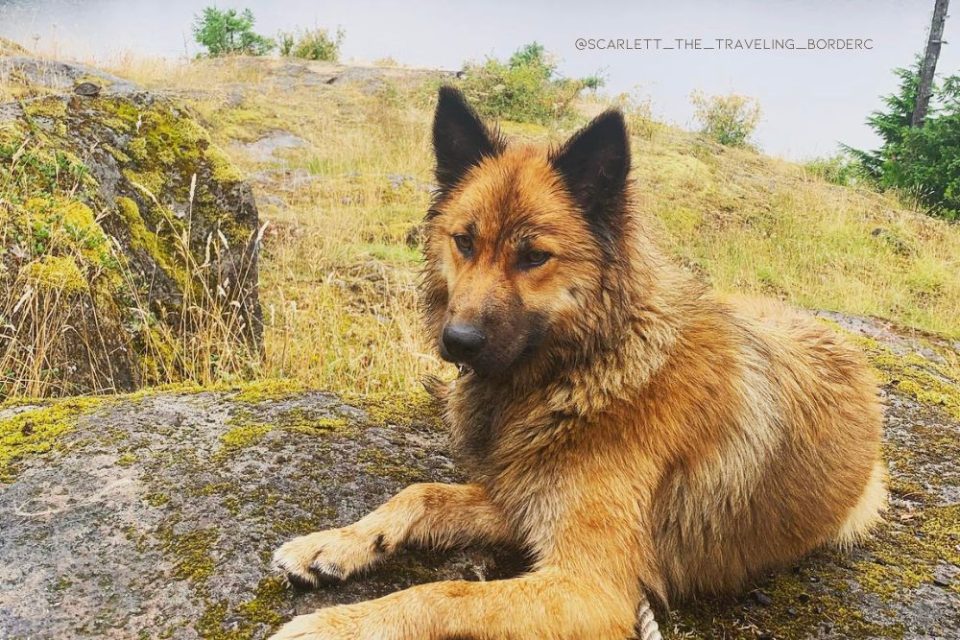 Meet 25 Chow Chow Mixes That Will Instantly Steal Your Heart