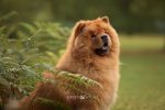 Top 6 Chow Chow Breeders In California