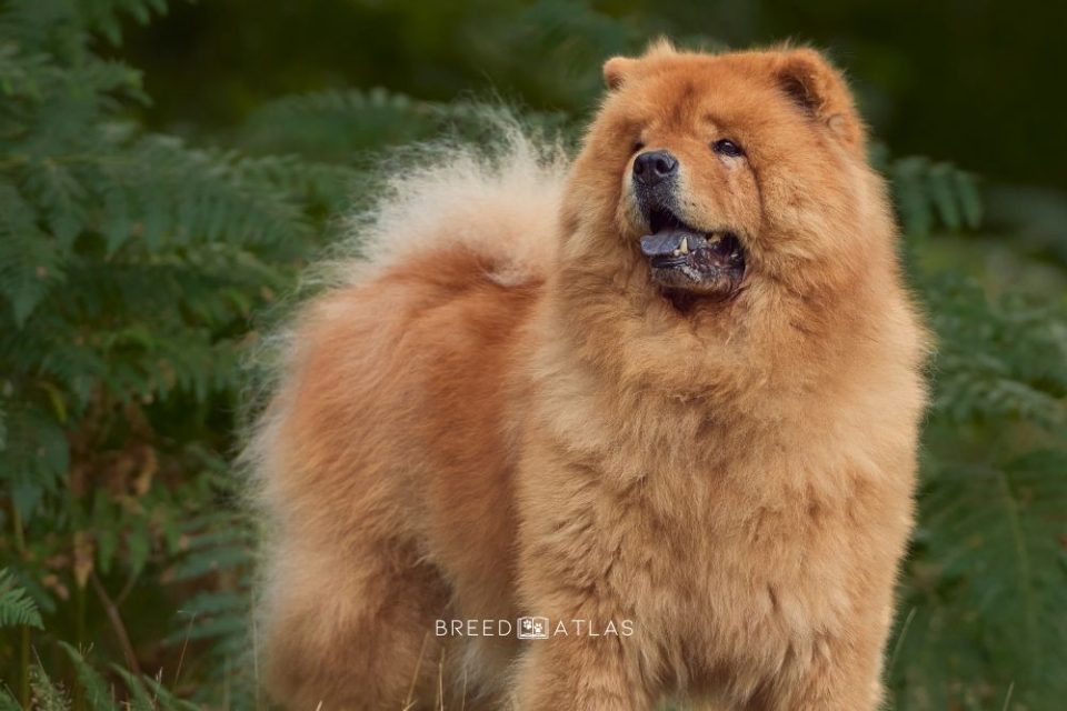 7 Chow Chow Colors You Must Learn To Recognize