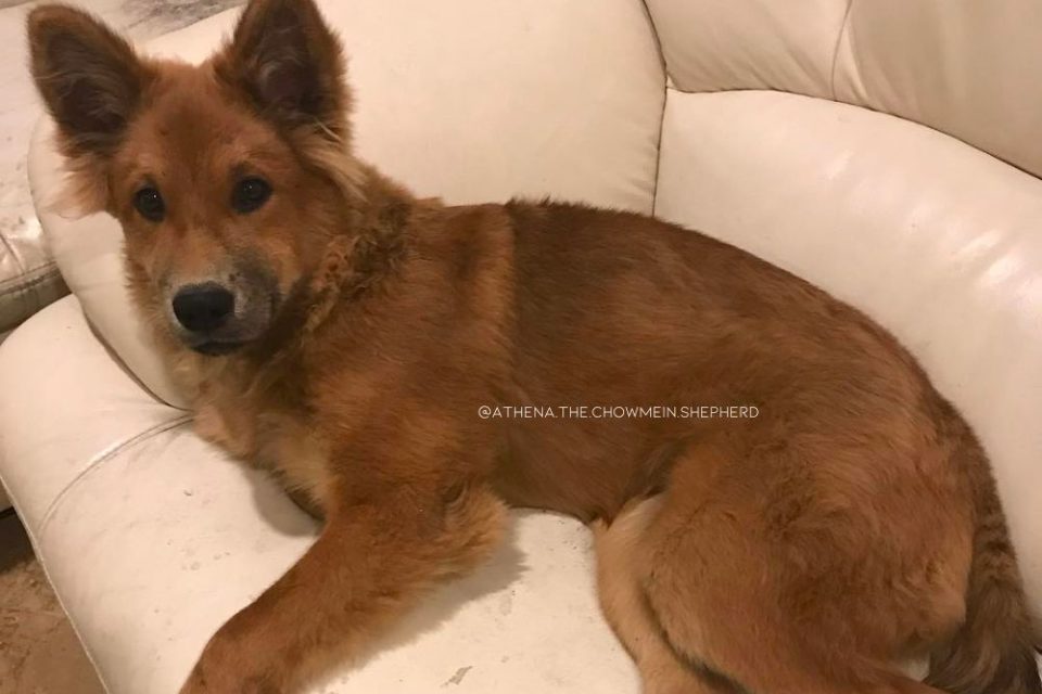 Meet 25 Chow Chow Mixes That Will Instantly Steal Your Heart