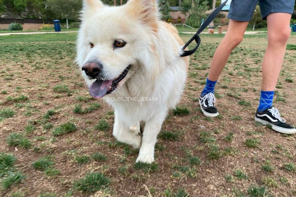 Meet 25 Chow Chow Mixes That Will Instantly Steal Your Heart