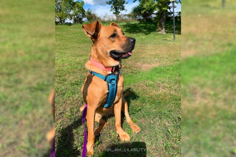 Meet 25 Chow Chow Mixes That Will Instantly Steal Your Heart