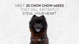 Meet 25 Chow Chow Mixes That Will Instantly Steal Your Heart