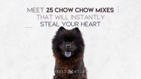 Meet 25 Chow Chow Mixes That Will Instantly Steal Your Heart
